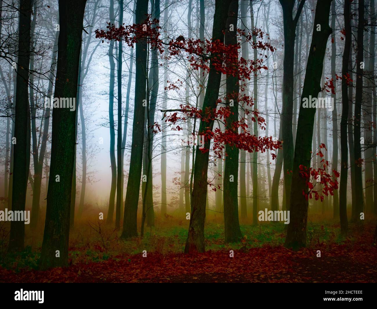Magical foggy forest, fog,tree trunks, gloomy autumn landscape. Eastern ...