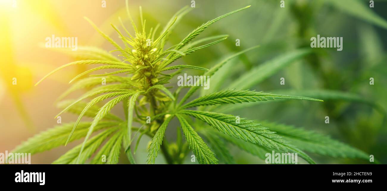 Cannabis commercial growing concept of herbal alternative medicine, CBD ...