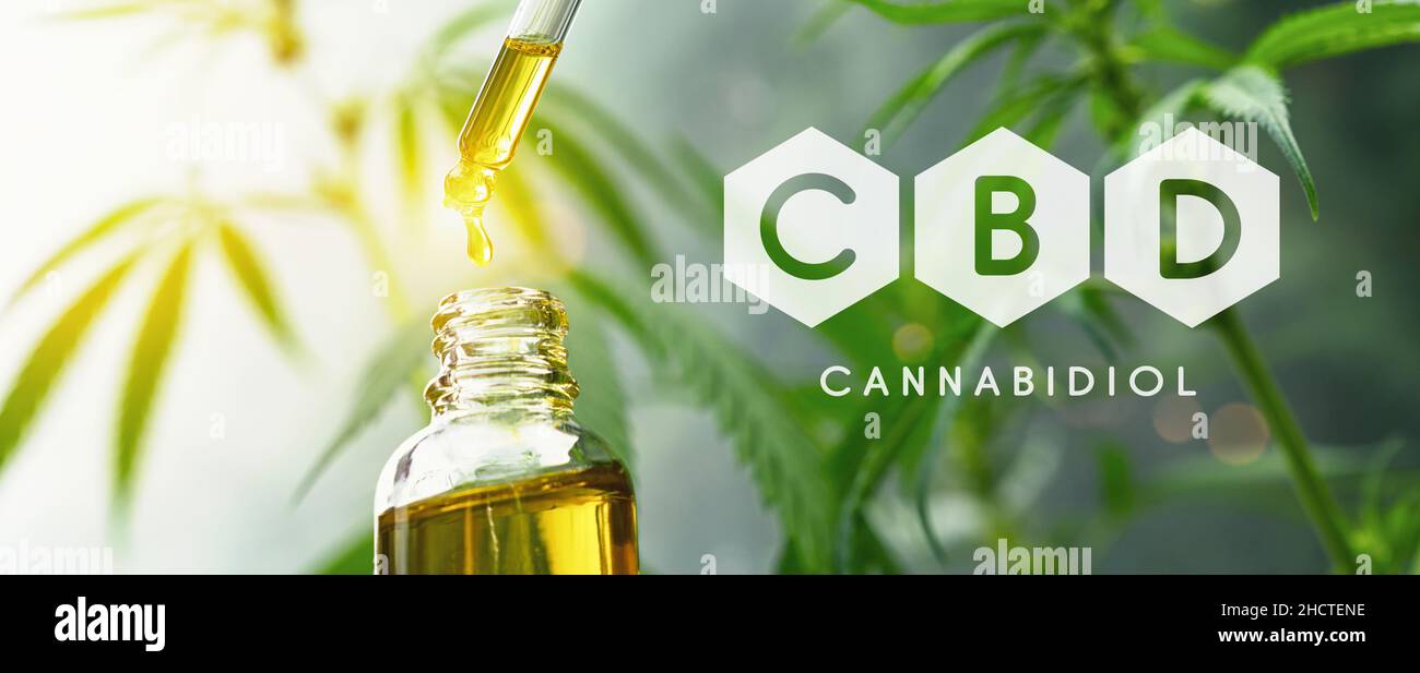 CBD droplet dosing a biological and ecological hemp plant herbal ...