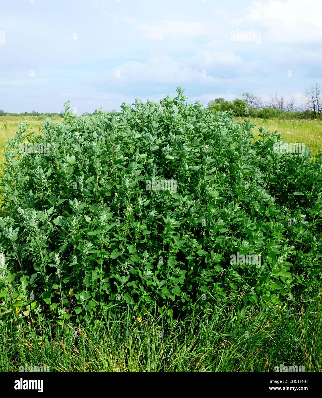 Atriplex fera bush, Orach Atriplex hortensis with leaves, flowers ...