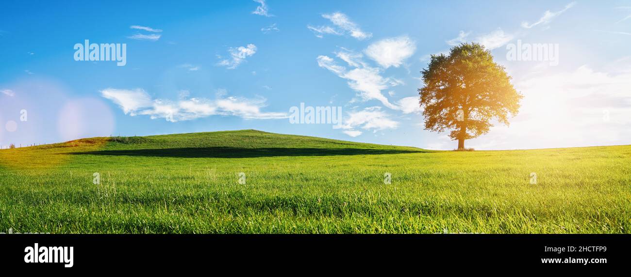 A lonely old bald tree on a fresh green meadow, a vibrant rural ...