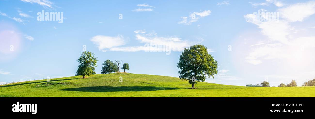A lonely old bald tree on a fresh green meadow, a vibrant rural ...