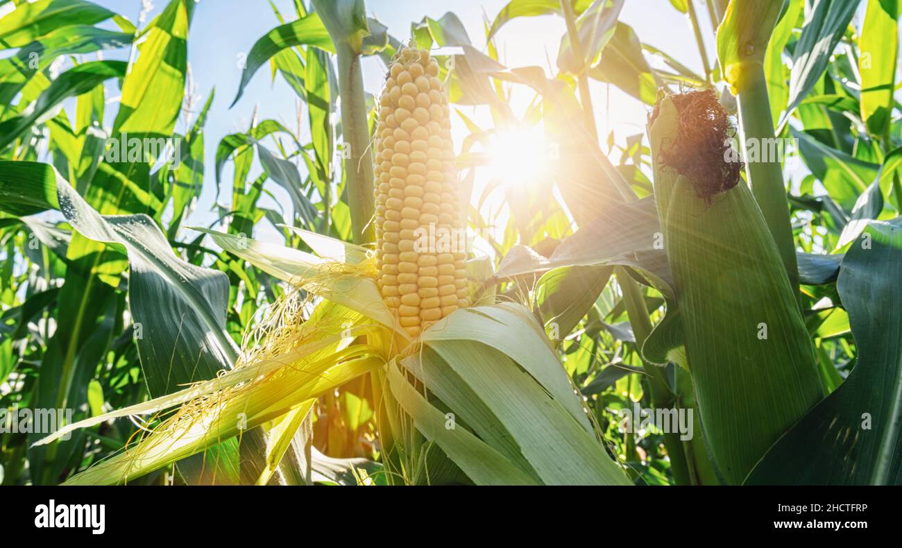 Ear of corn in a field in summer before harvest Stock Photo - Alamy