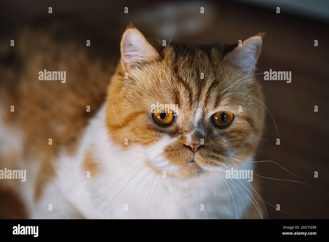 Surprised orange cat hi-res stock photography and images - Alamy