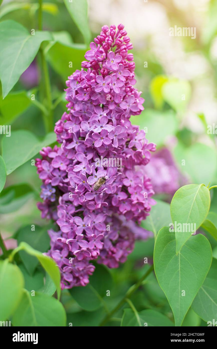 Spring lilac bush hi-res stock photography and images - Alamy