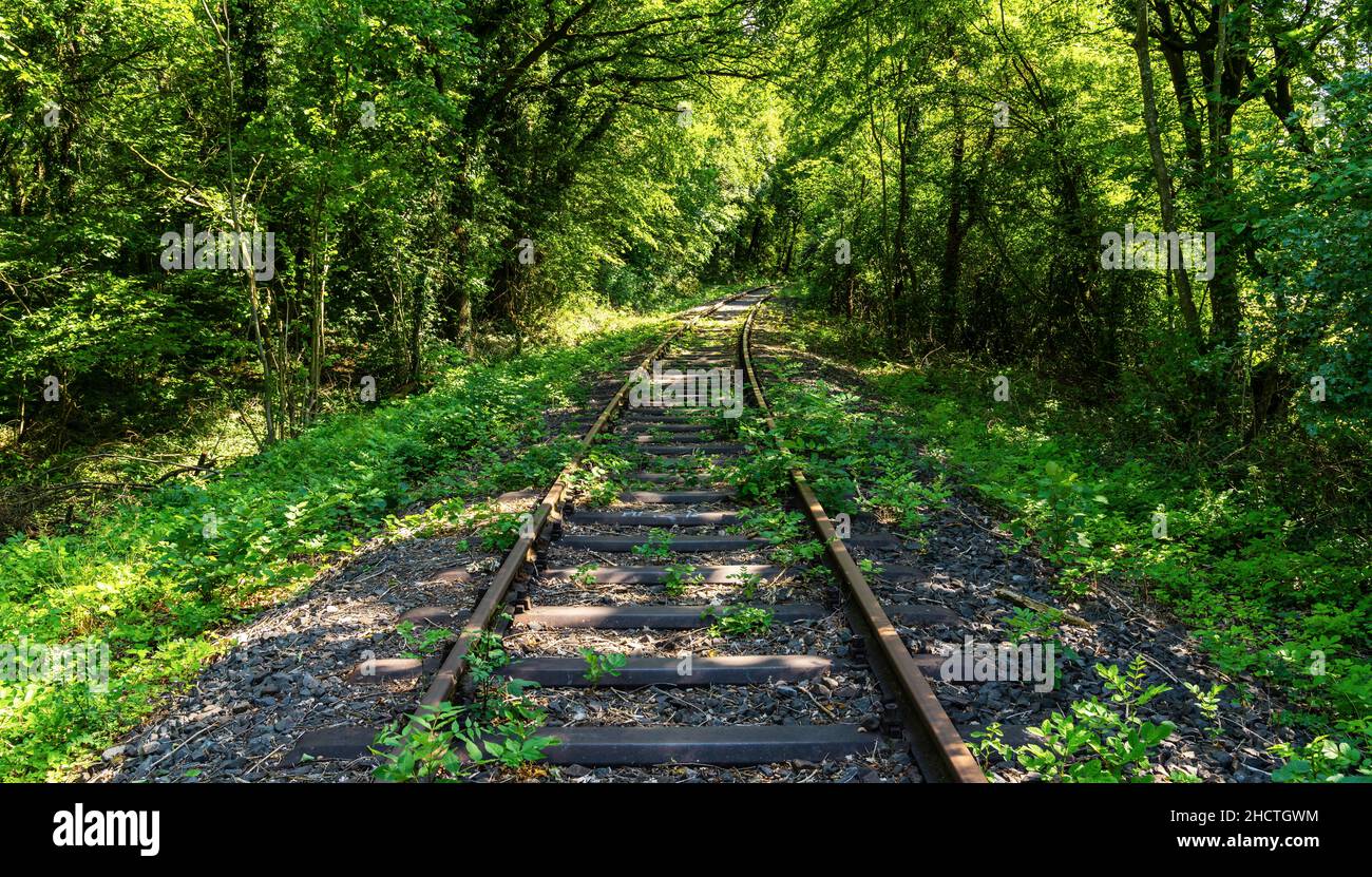 Tunnel of trees hides the old railway track Stock Photo - Alamy