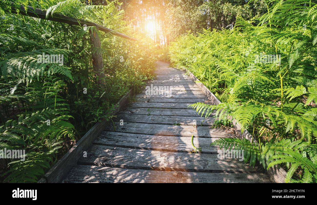 Wooden path in to the forest covered ferns and sunlight, at summer ...