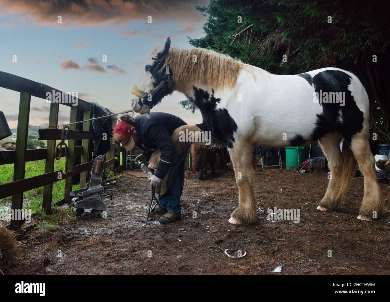 A mobile farrier shoes a horse in Oxfordshire.He has a gas forge etc in ...