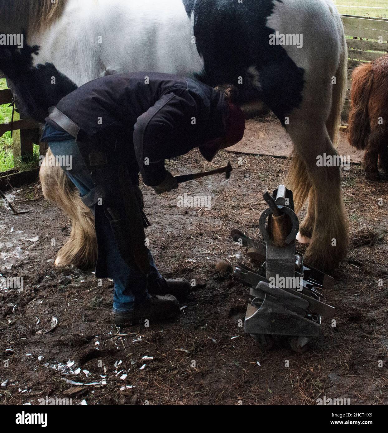 A mobile farrier shoes a horse in Oxfordshire.He has a gas forge etc in ...