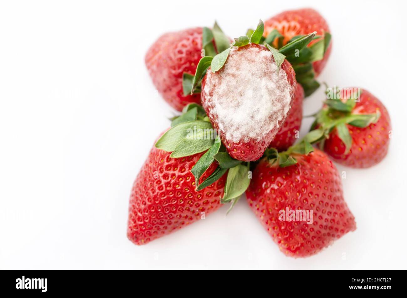 gray mold on red ripe fresh strawberries from the farm is detected ...