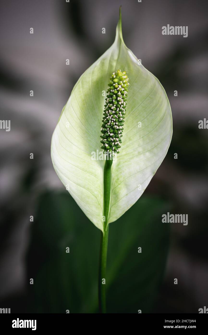 Peace lily flower hi-res stock photography and images - Alamy