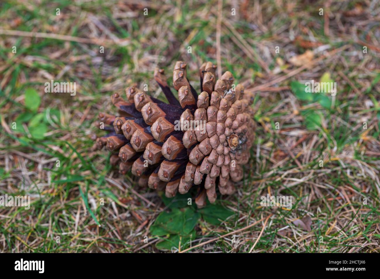 Close up pine cone hi-res stock photography and images - Alamy