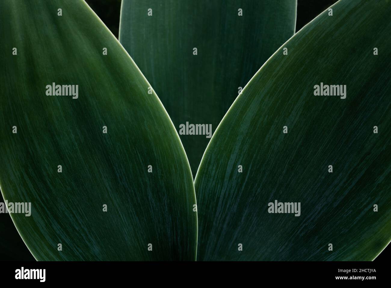Agave leaves hi-res stock photography and images - Alamy