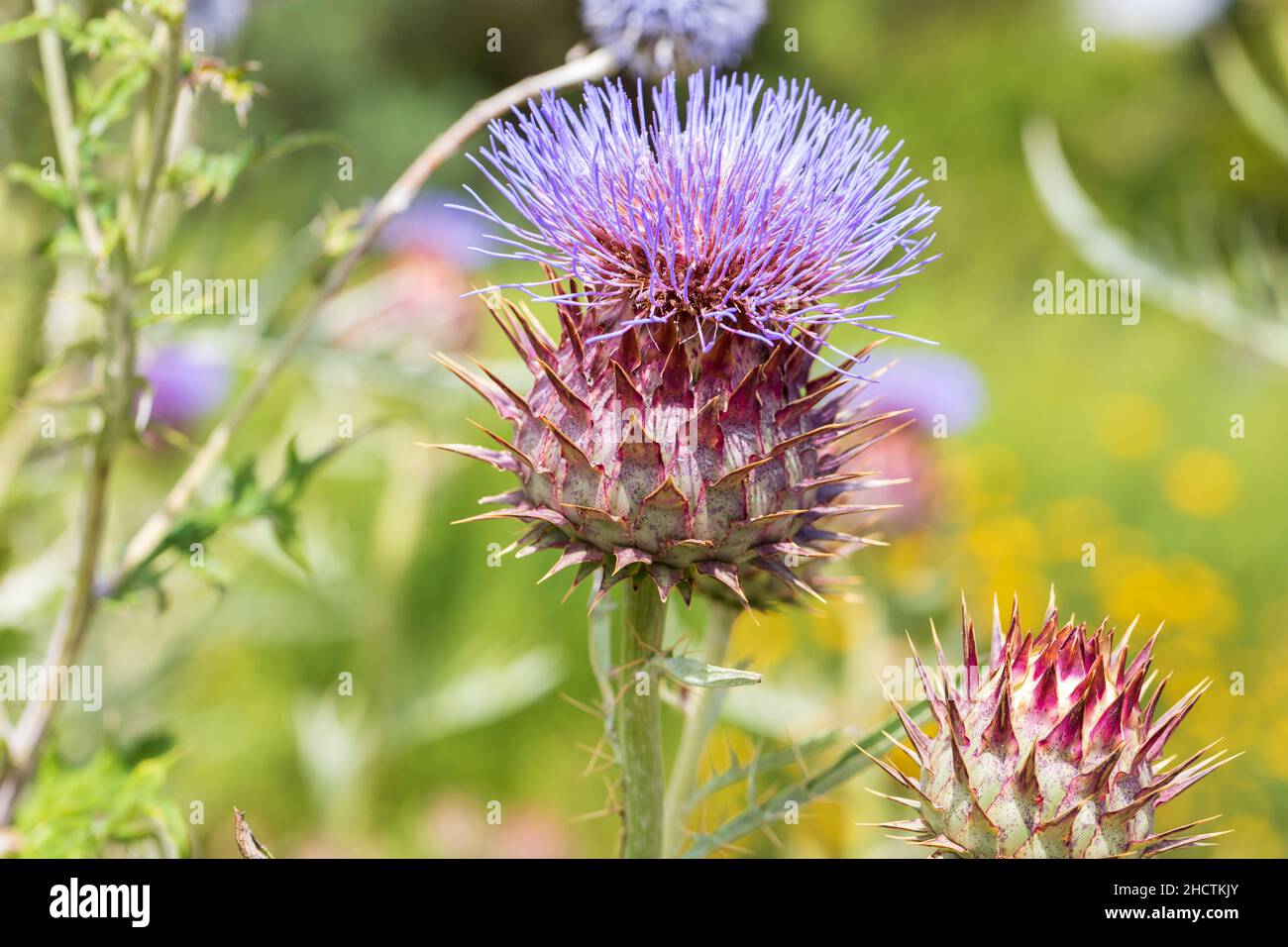 Spiny Plumeless Thistle, as seen in the Cambridge Botanical Gardens in ...