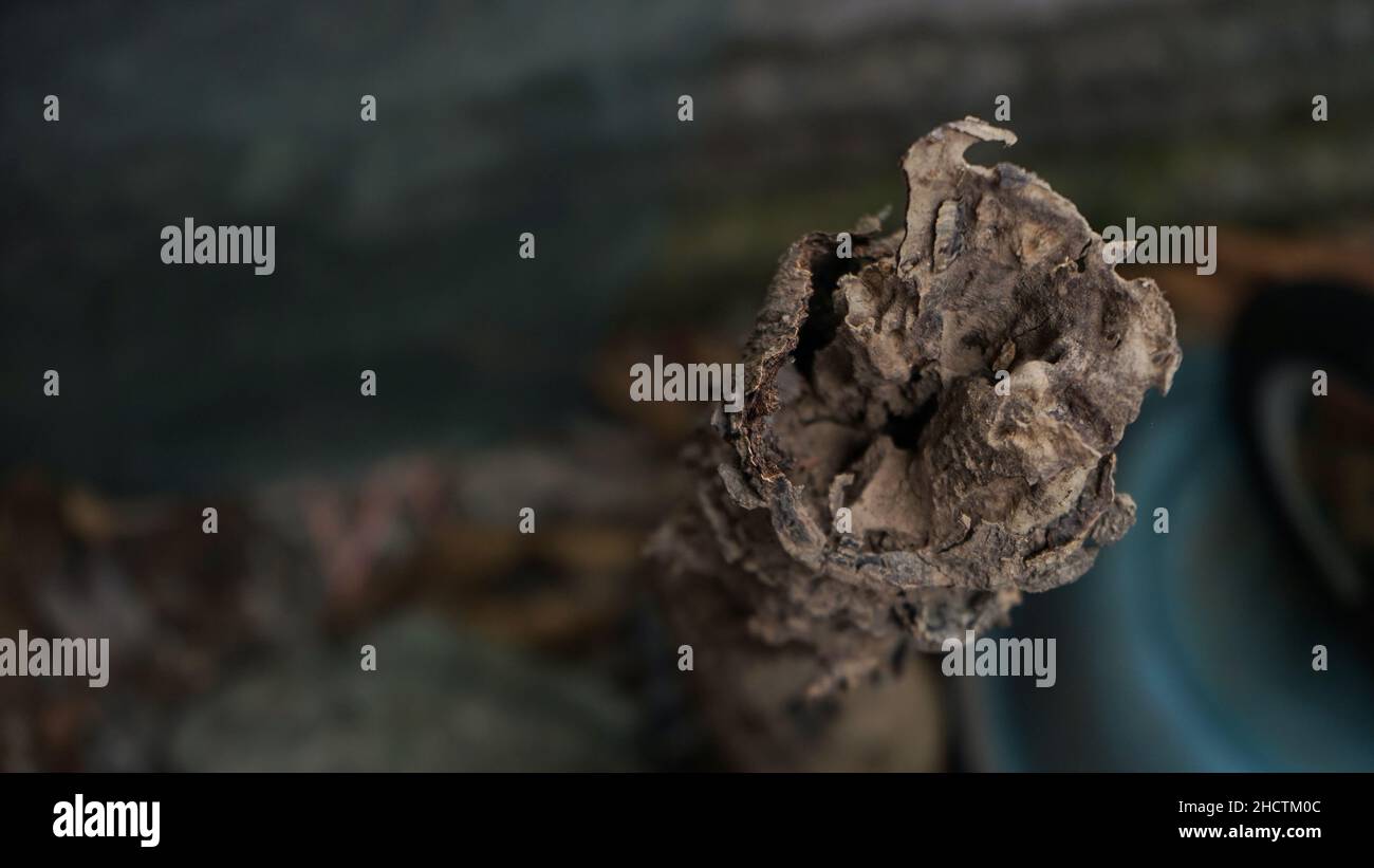 Bamboo tree brown hi-res stock photography and images - Alamy