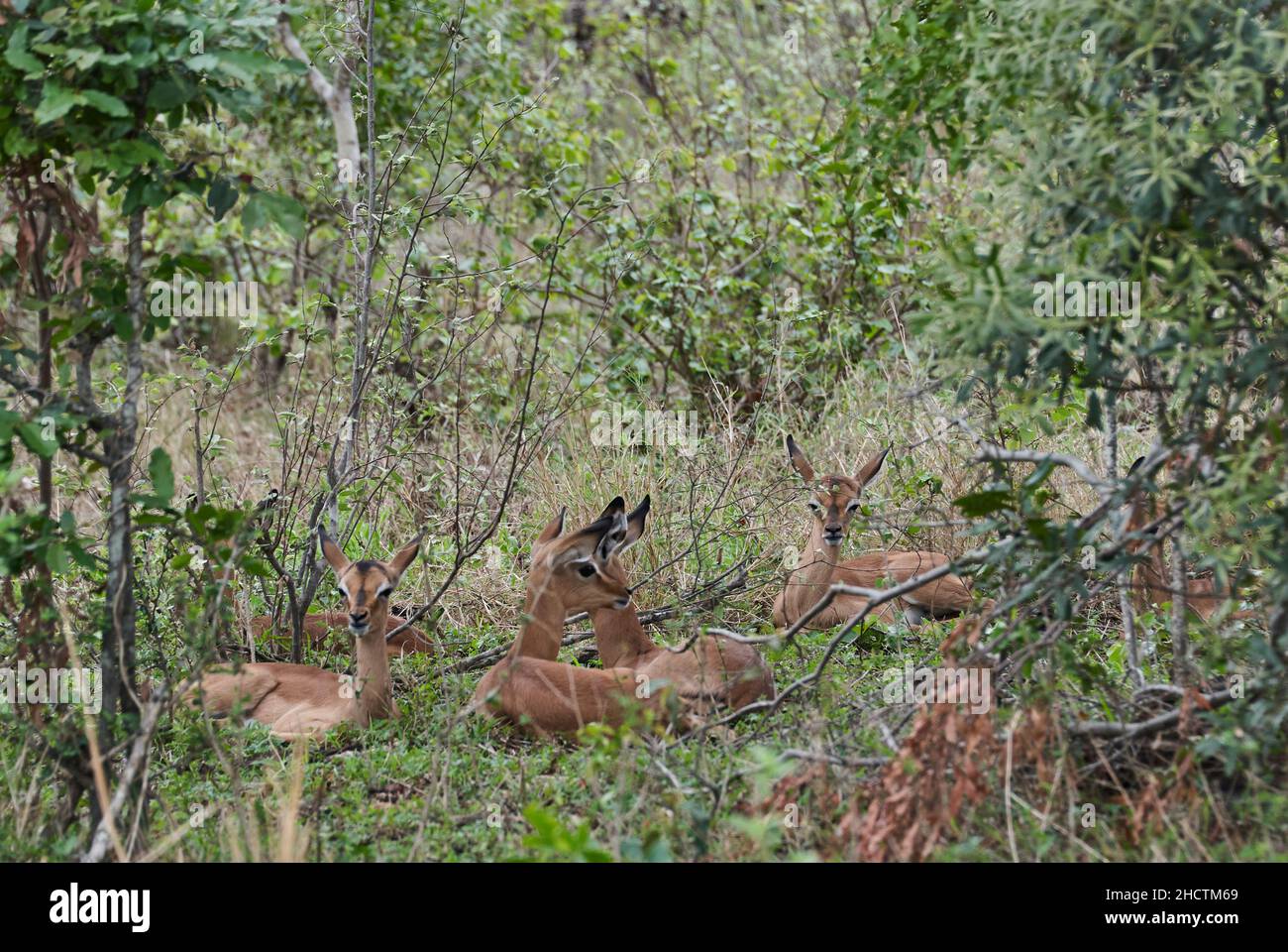 Found in eastern africa hi-res stock photography and images - Alamy