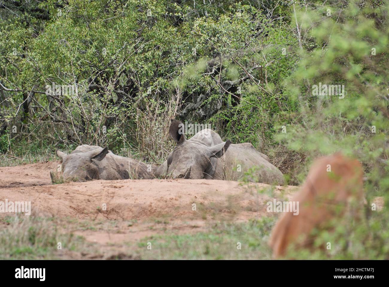 white rhinoceros or square lipped rhinoceros, Ceratotherium simum ...