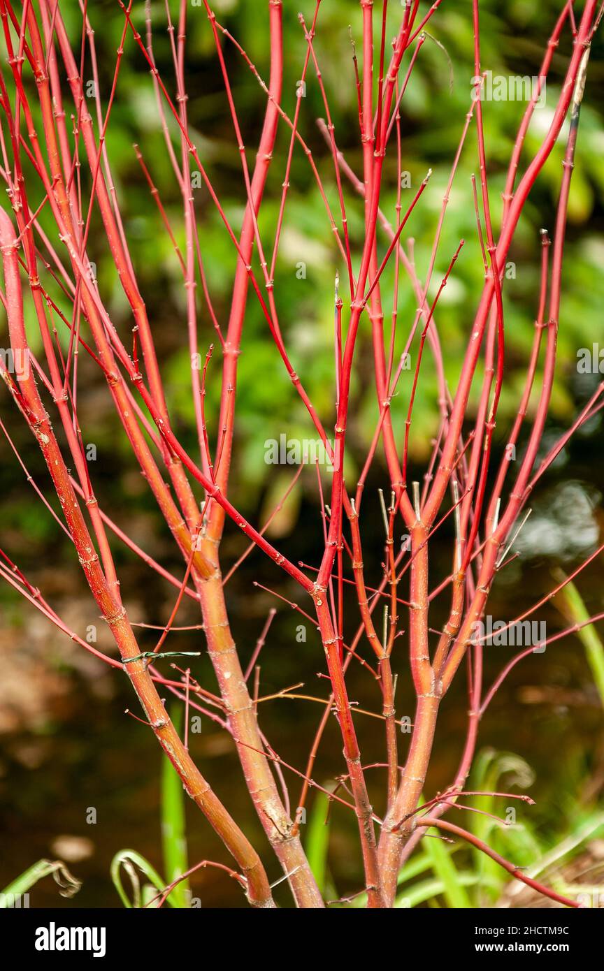 Acer Palmatum 'Sango Kaku' a deciduous ornamental shrub plant of Japan ...