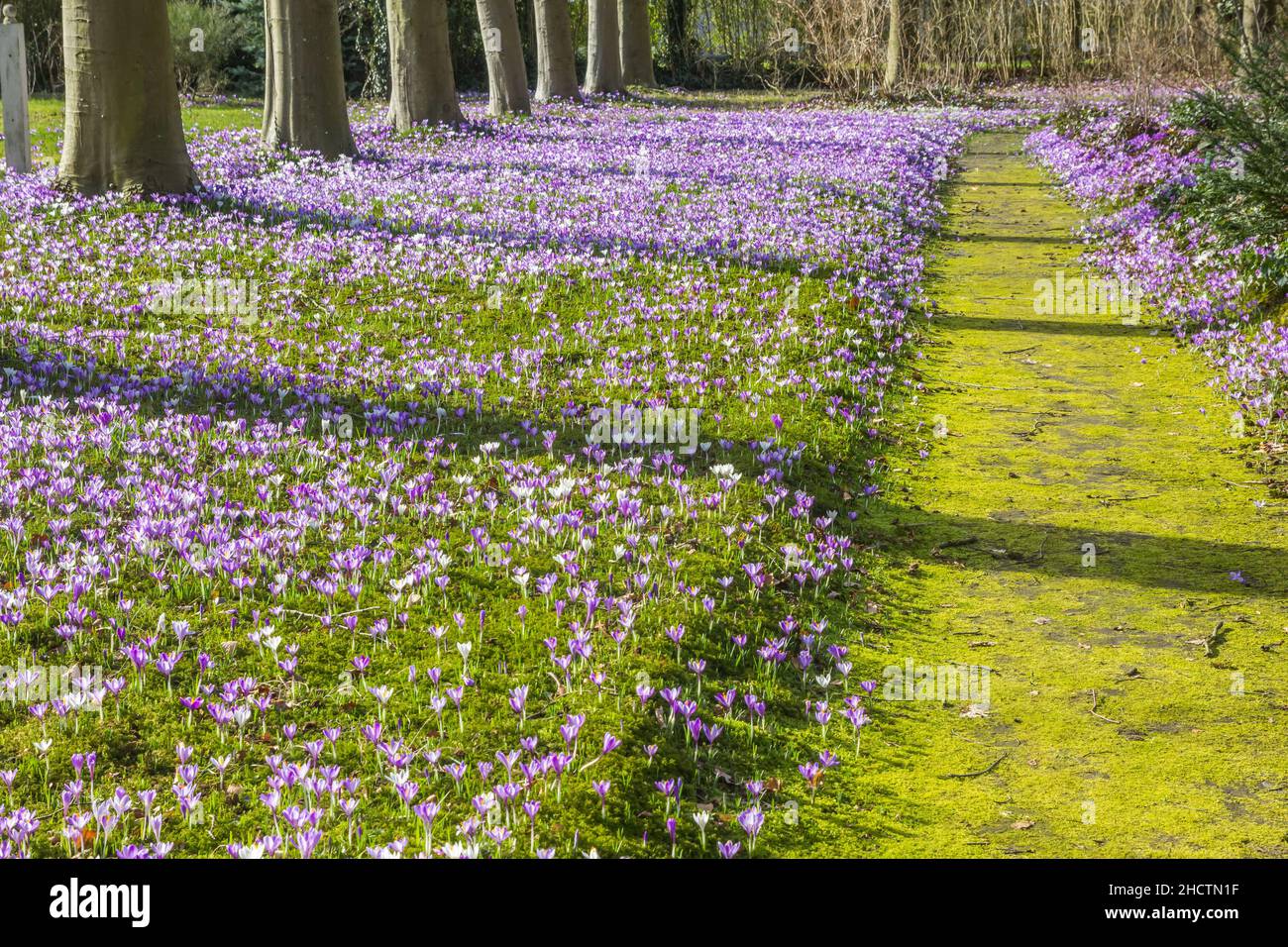 Walking path through a field of crocuses in Assen, Netherlands Stock ...