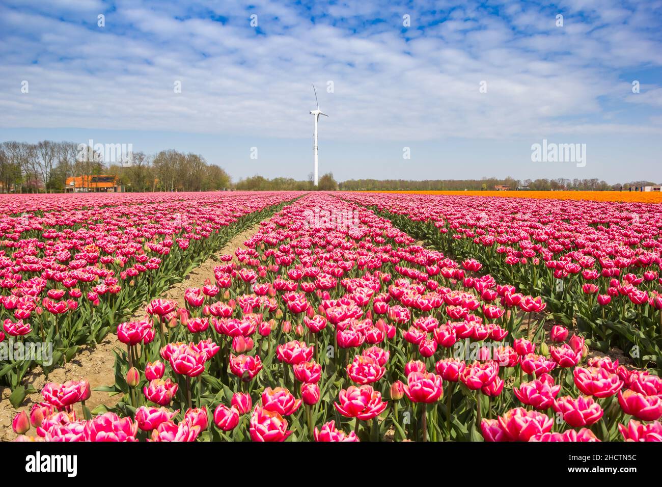 Red and white tulips in a field with a wind turbine in Noordoostpolder ...