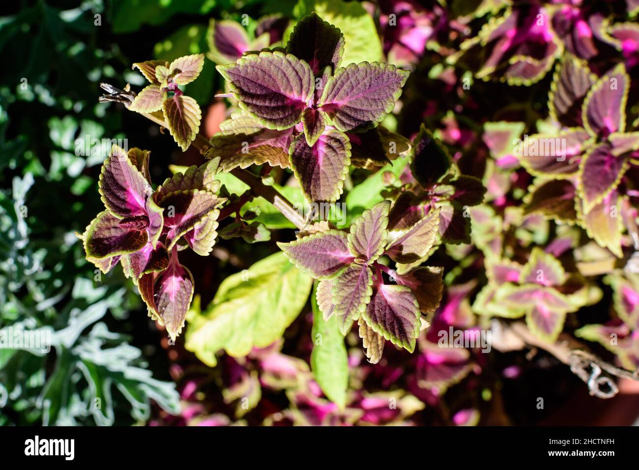 Many green and dark red leaves of coleus decorative plants in the ...