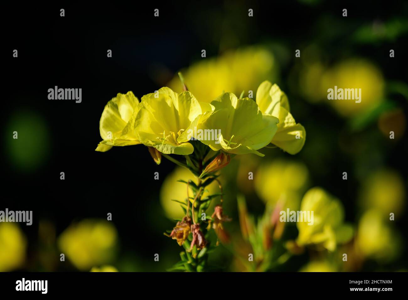 Many vivid yellow flowers and green leaves of Oenothera plant, commonly ...