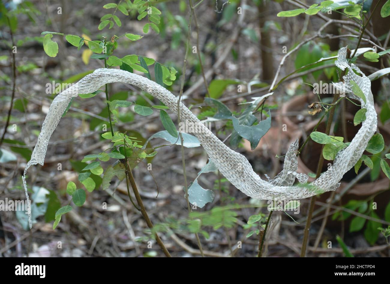 snake slough skin on tree in backyard garden Stock Photo - Alamy