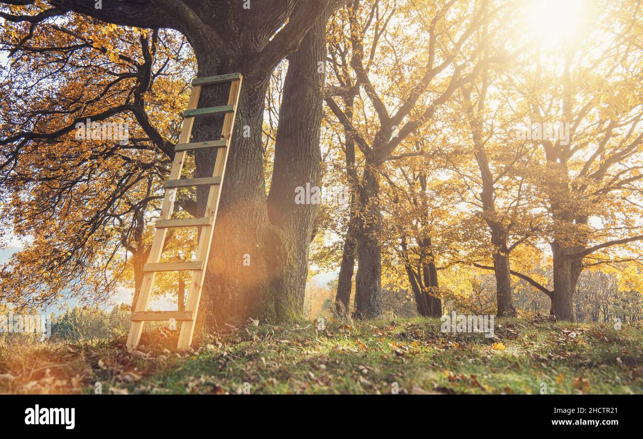 group of oak trees with a ladder at Autumn and sunlight shining throug ...