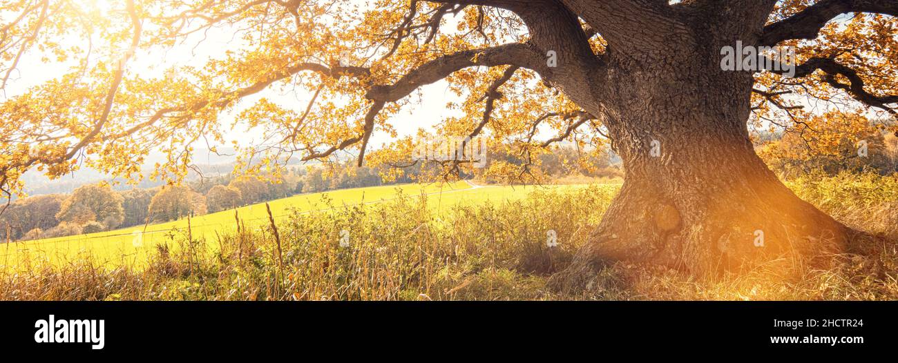 Golden autumn sun light falls through a oak tree, panorama Stock Photo ...