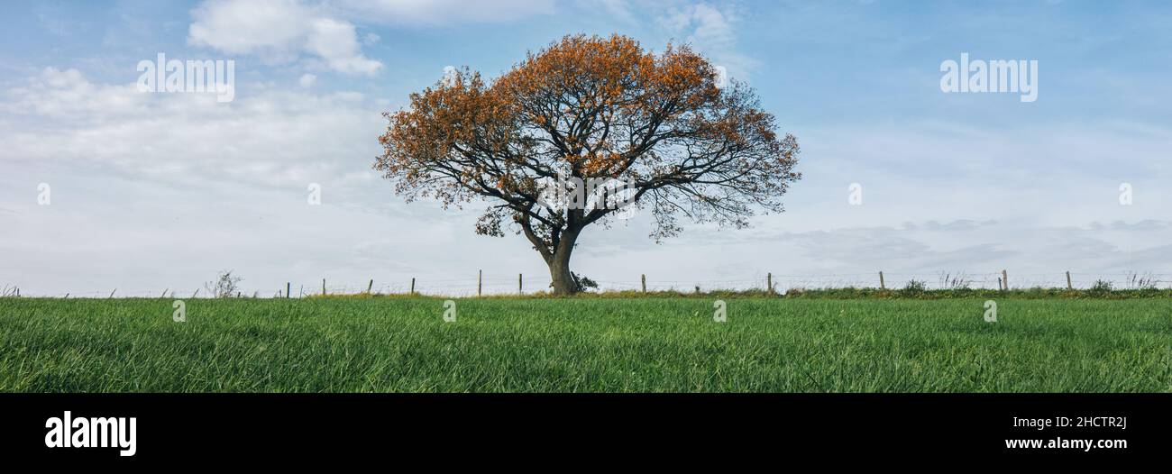 Red autumn oak tree hi-res stock photography and images - Alamy