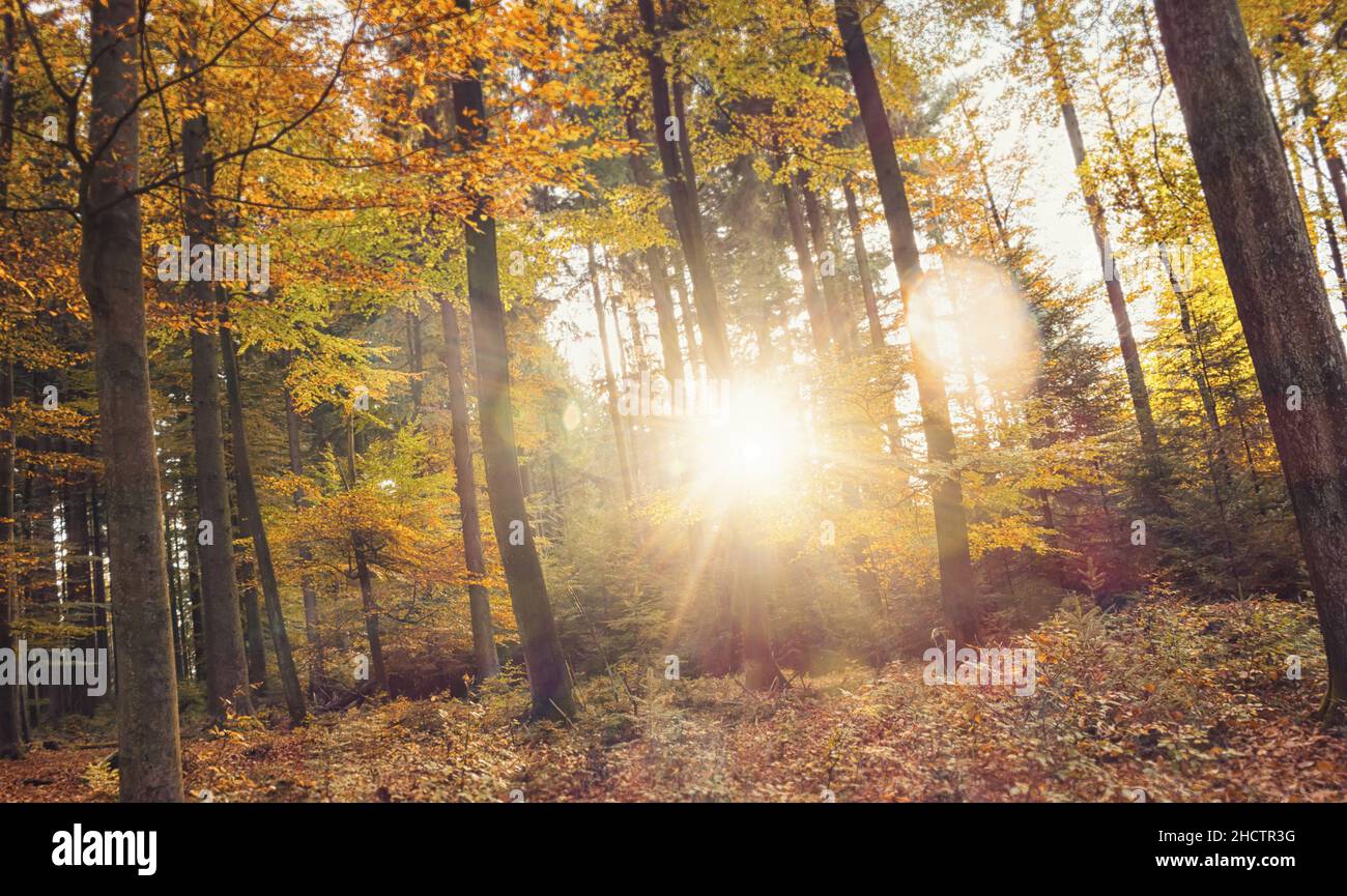Golden autumn scene in the forest with sun shining exposiv through the ...