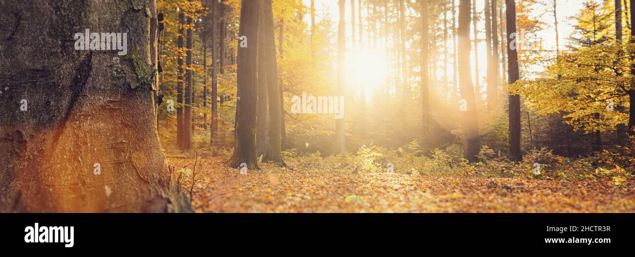 panorama of a gorgeous forest in autumn, a scenic landscape with warm ...