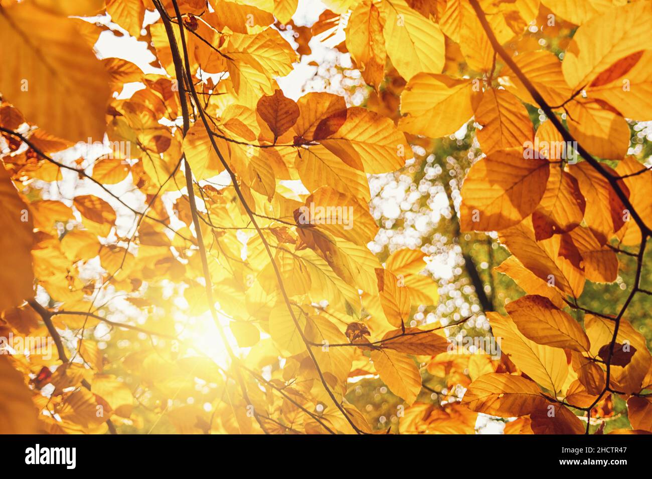 Autumn leaves on the sun. Fall background Stock Photo - Alamy
