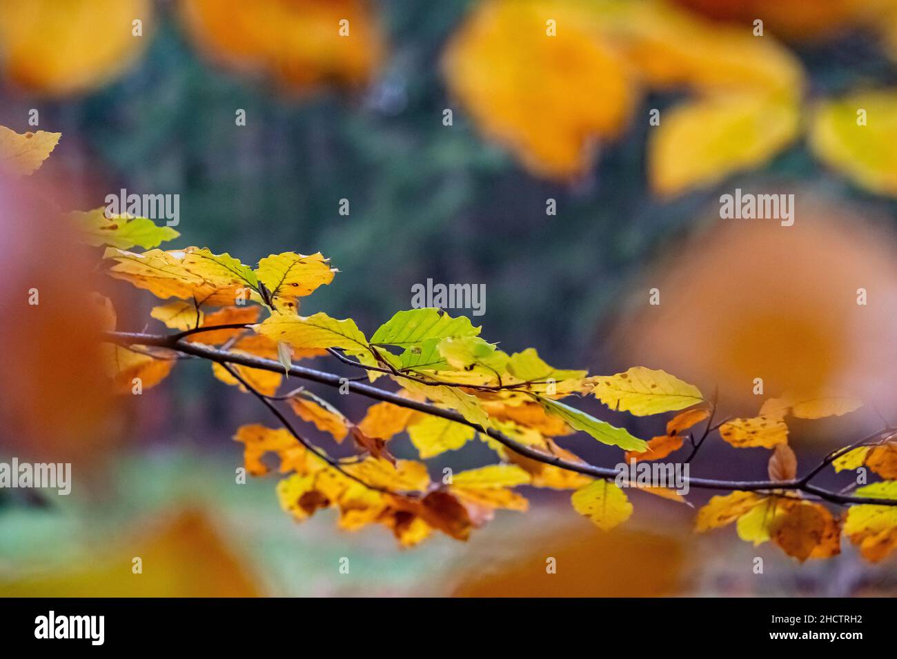 Beautifully colored Beech leaves on a twig with atmospheric details of ...