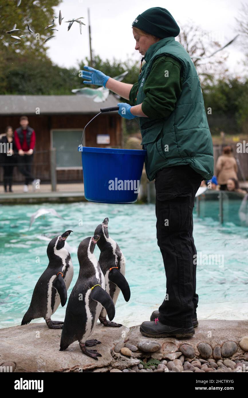 Feeding penguins hi-res stock photography and images - Alamy