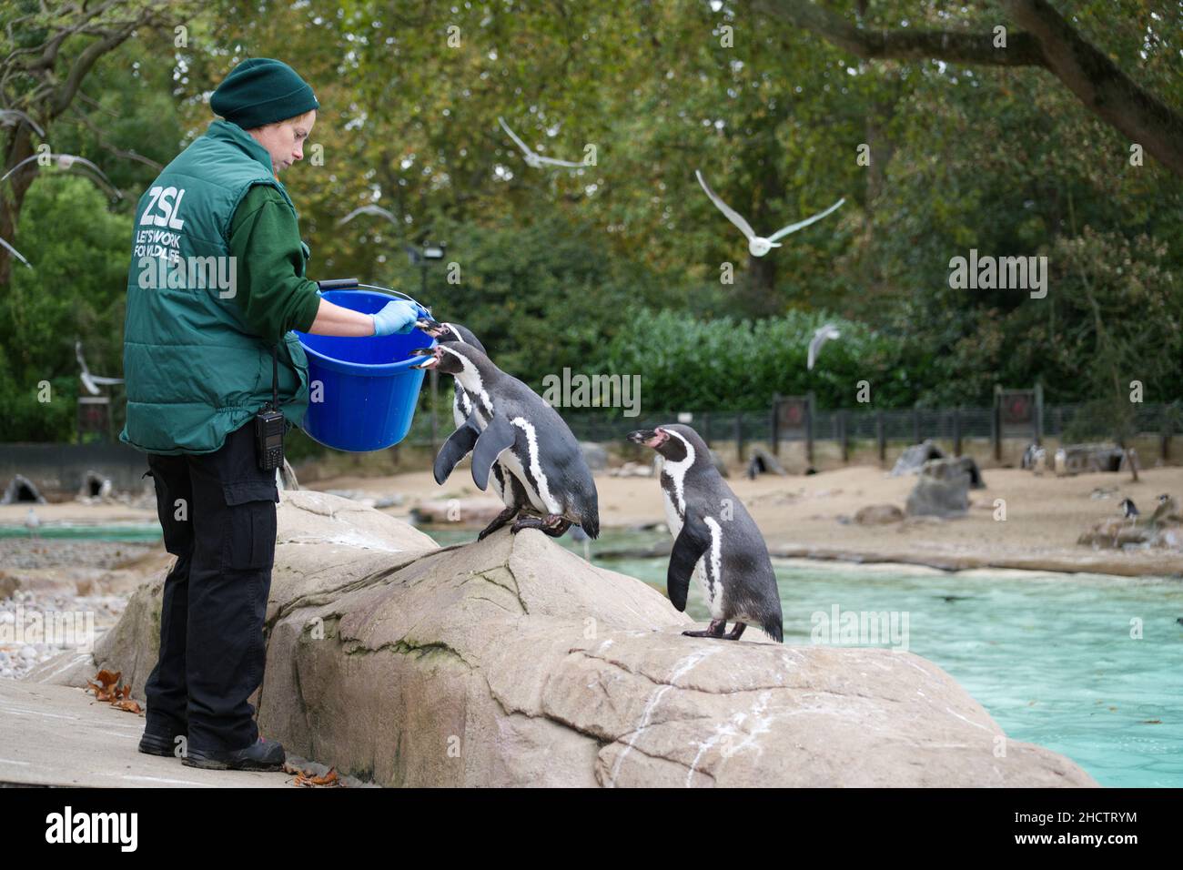 Feeding penguins hi-res stock photography and images - Alamy