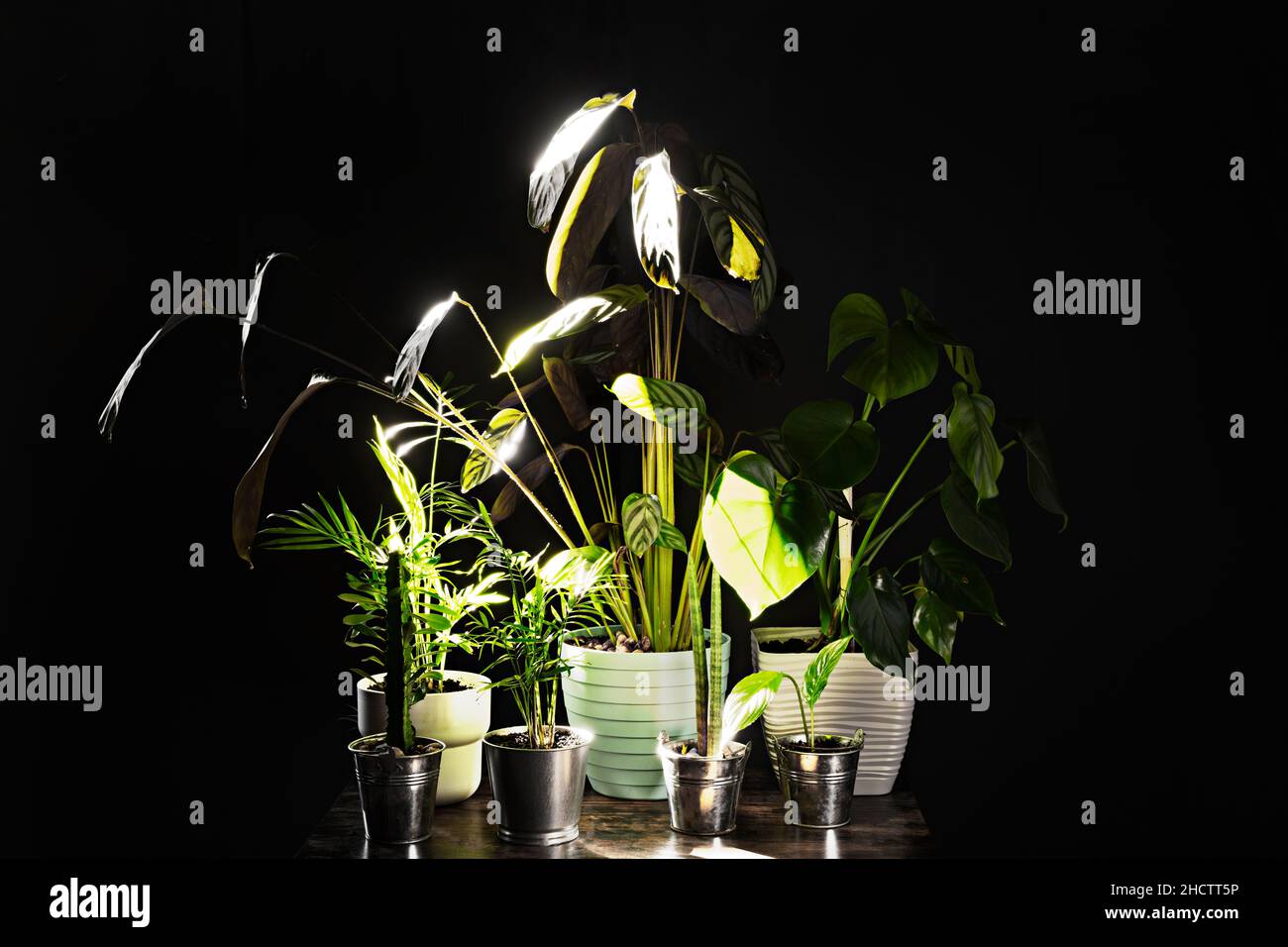 Potted plants backlit in the dark Stock Photo - Alamy