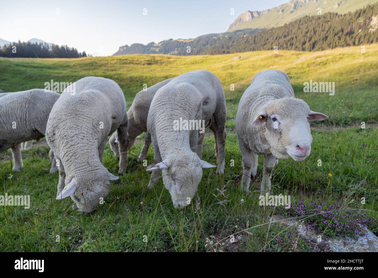Male sheep hi-res stock photography and images - Alamy