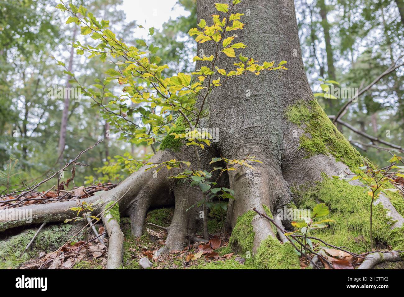 young beech grows under old tree Stock Photo - Alamy