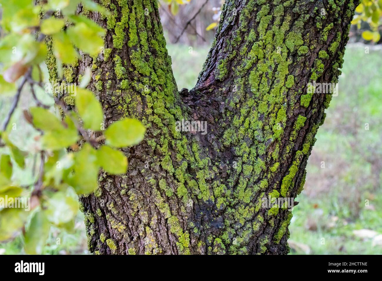 Wet tree trunk hi-res stock photography and images - Alamy