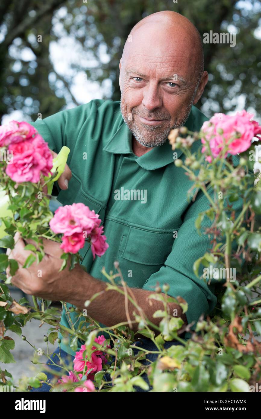 Man home roses not woman not waiter hi-res stock photography and images ...