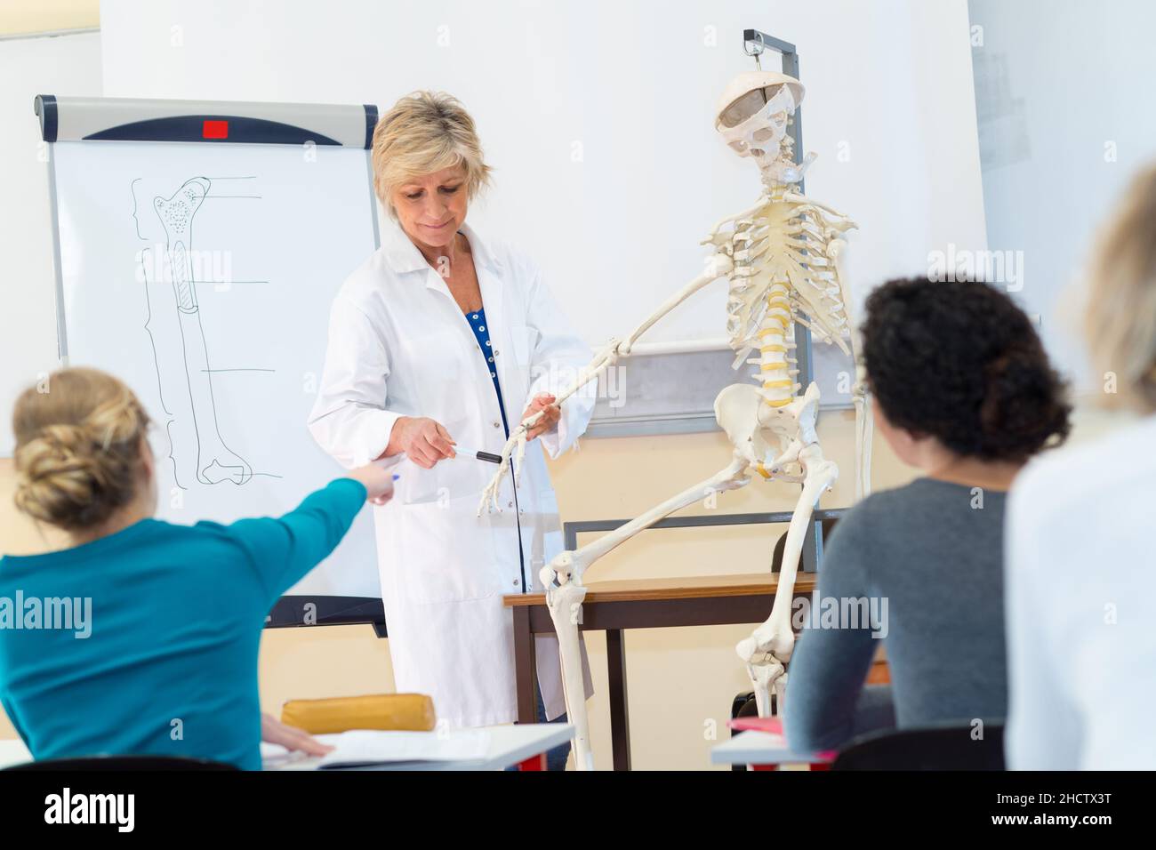 human skeleton class anatomy class Stock Photo - Alamy