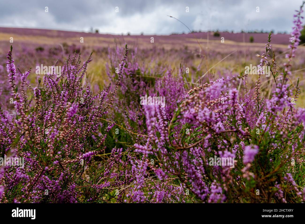 die Lüneburger Heide in Niedersachsen im Sommer zur Heideblüte Stock ...