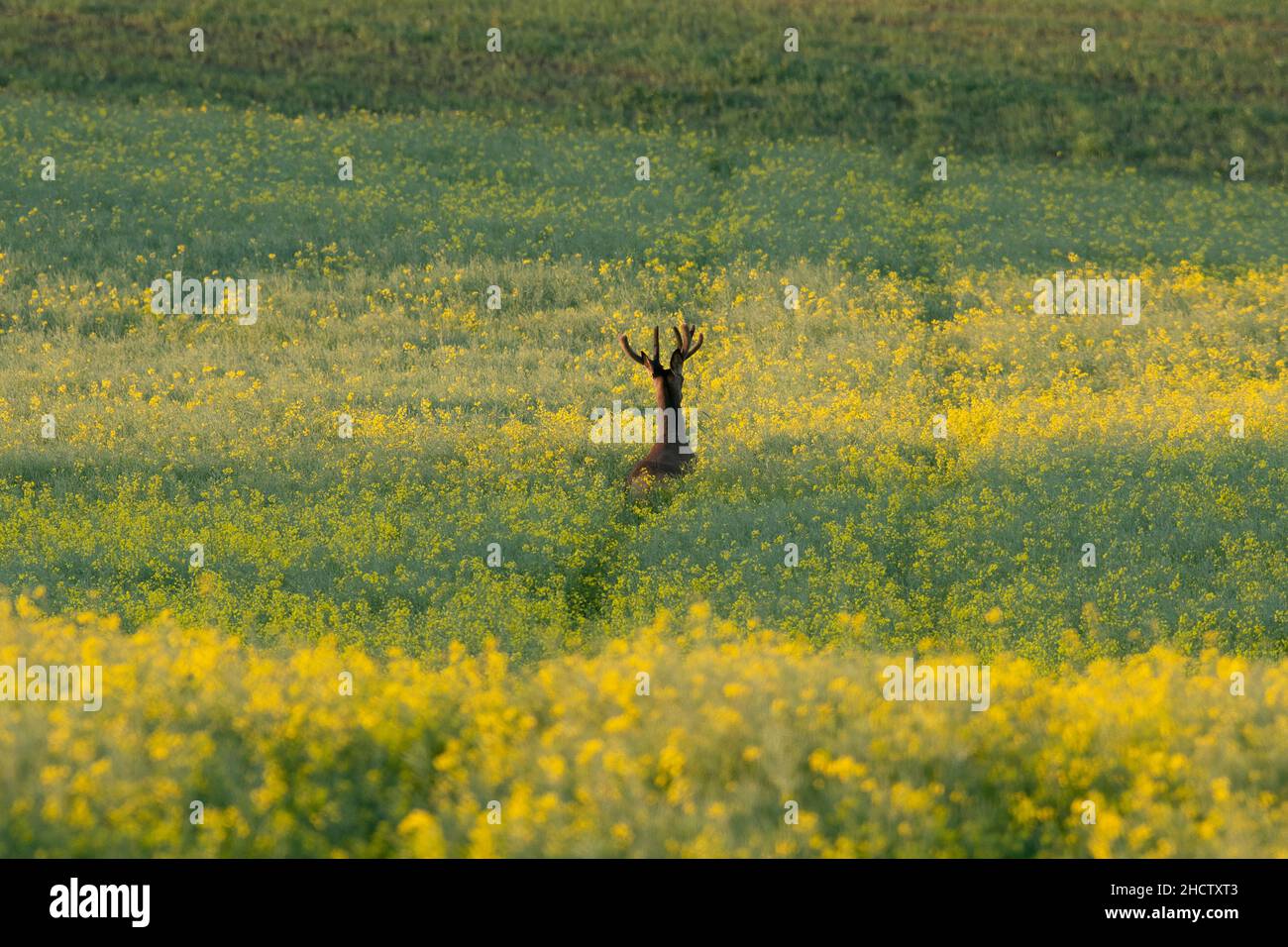 Red deer crossing a rape field in early sommer Stock Photo - Alamy