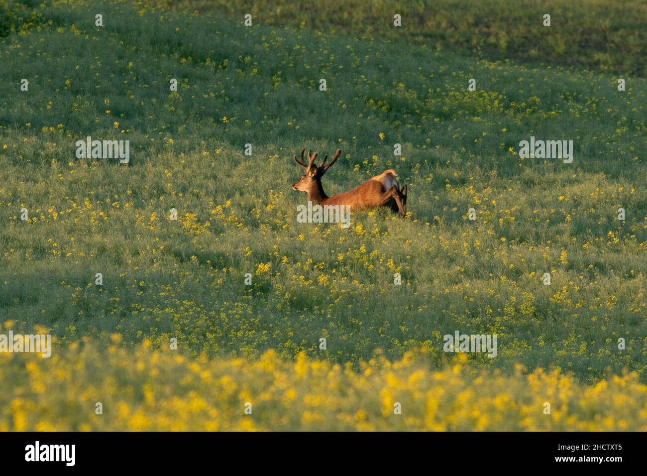 Red deer crossing a rape field in early sommer Stock Photo - Alamy