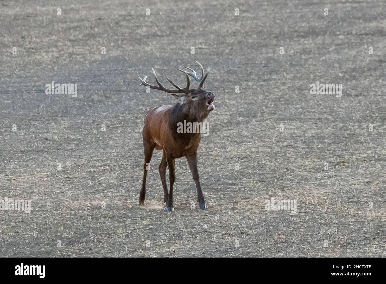 Red deer during mating season Stock Photo - Alamy