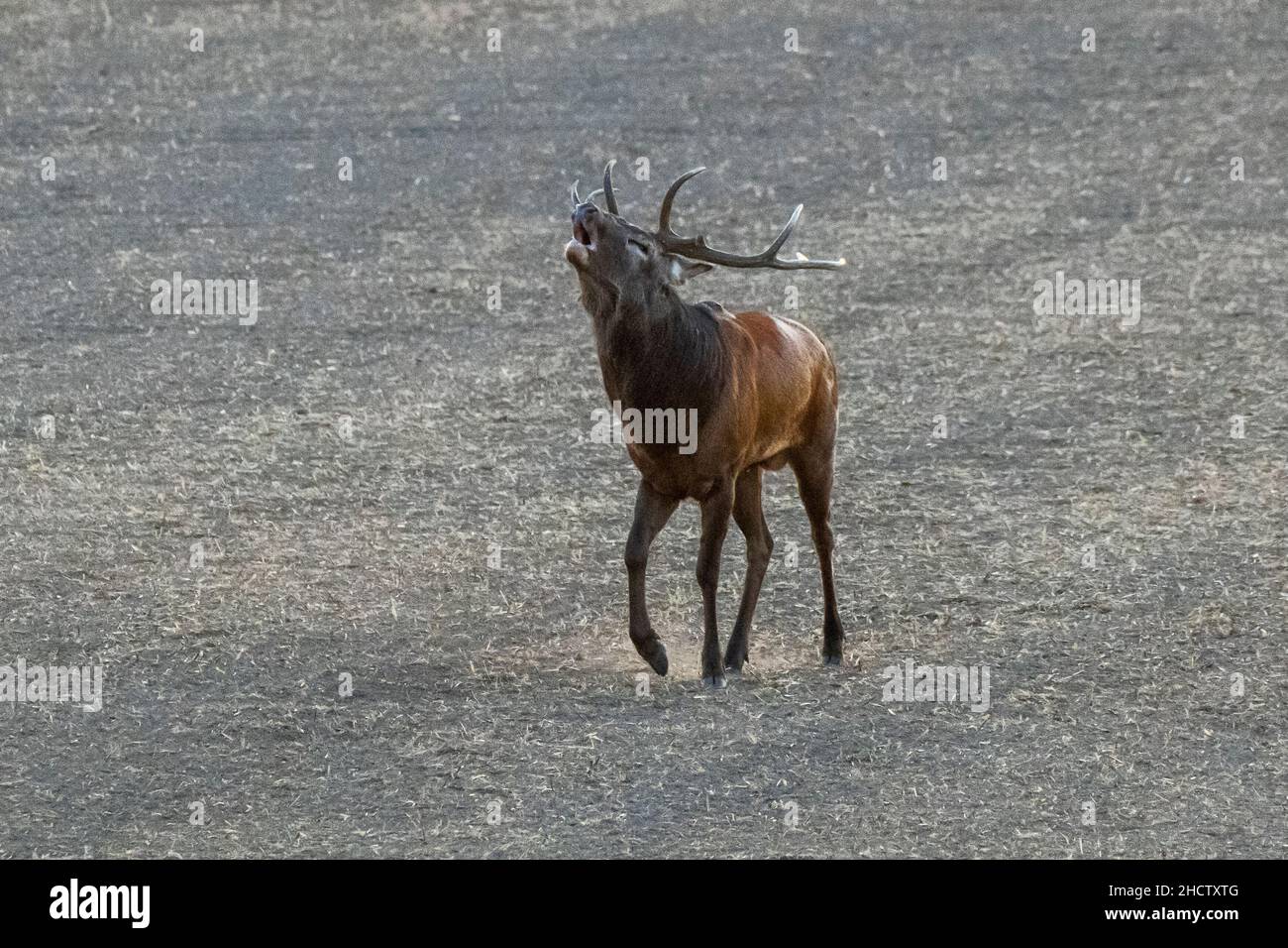 Red deer during mating season Stock Photo - Alamy