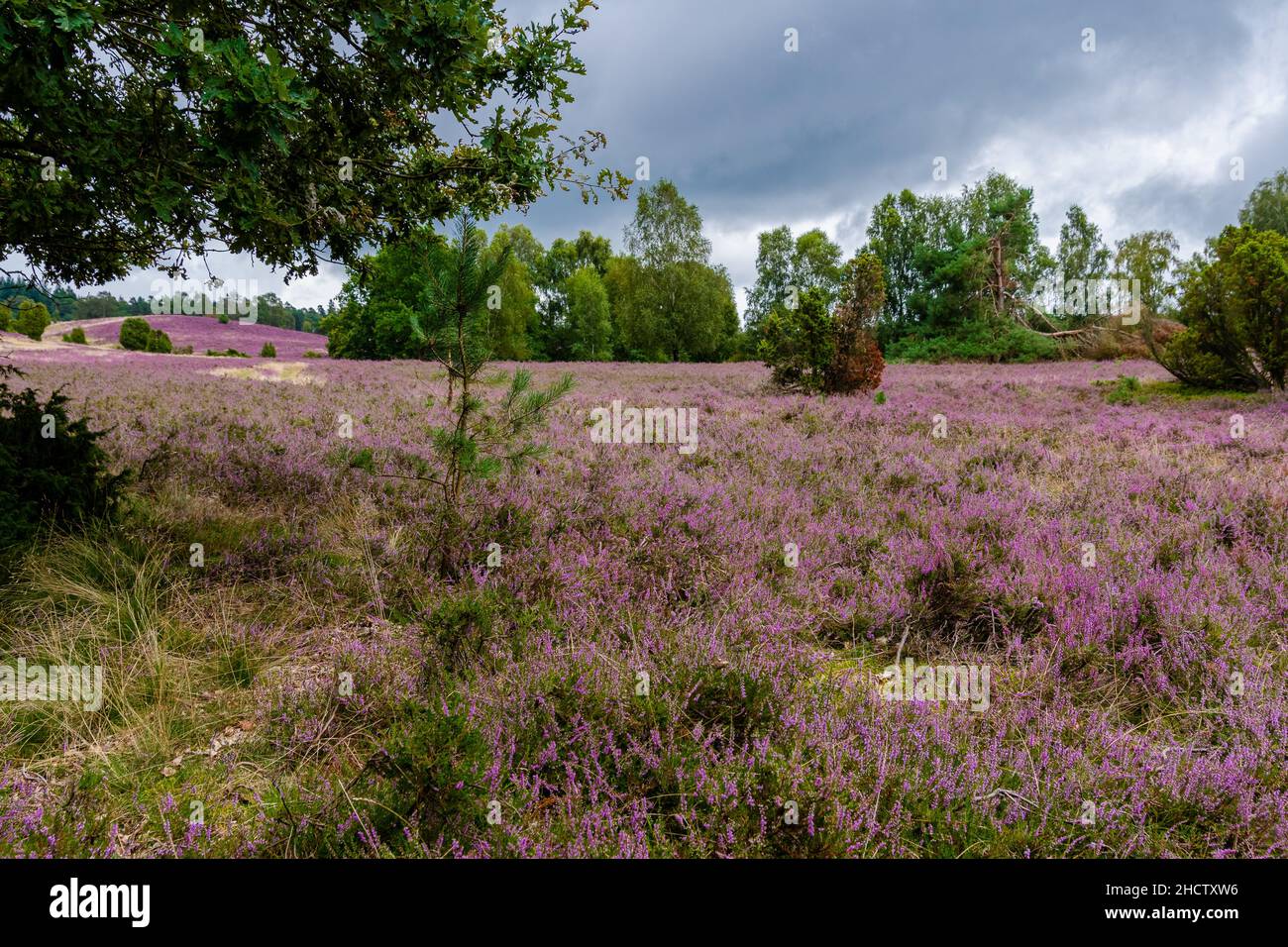 die Lüneburger Heide in Niedersachsen im Sommer zur Heideblüte Stock ...