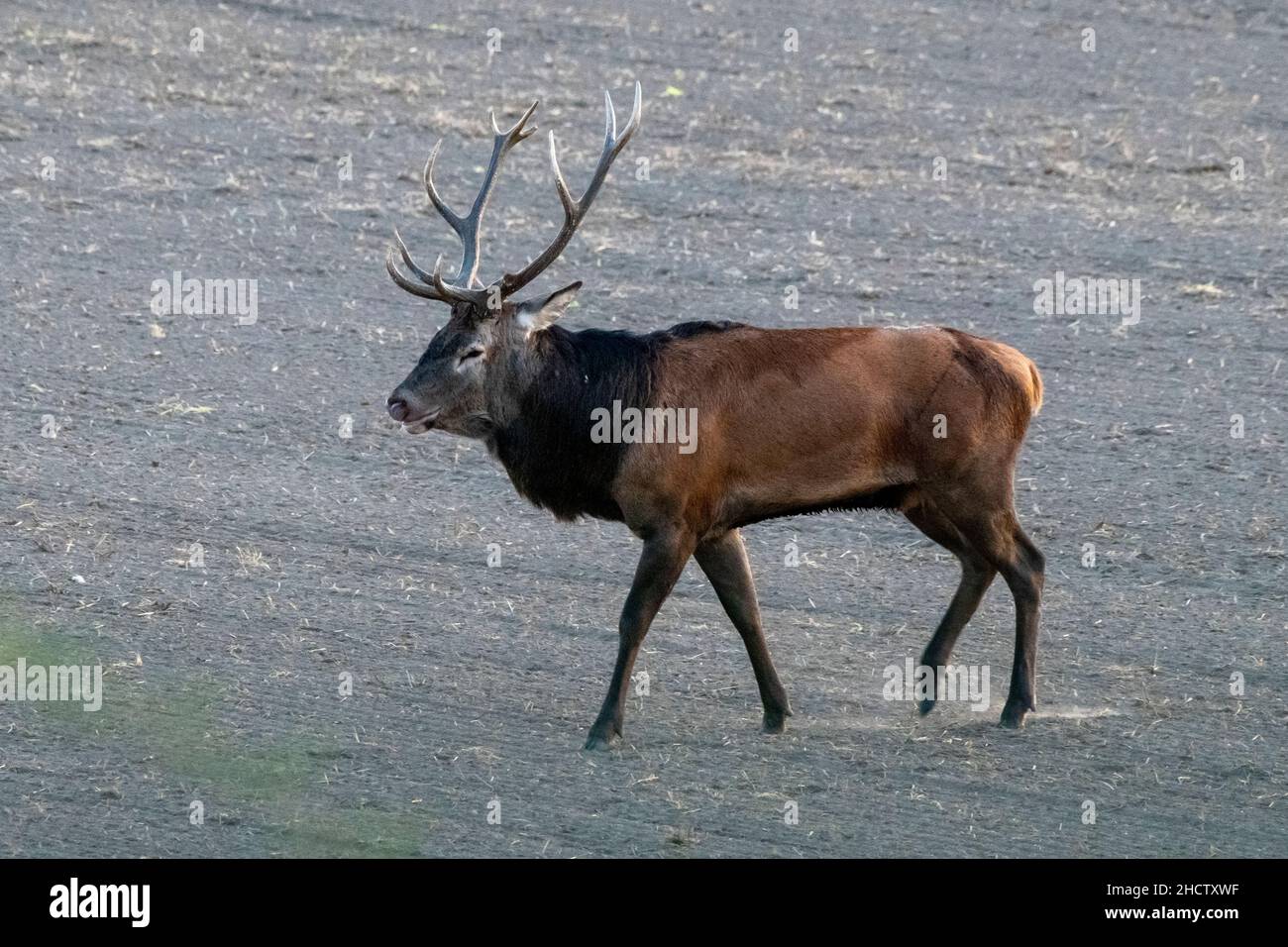 Red deer during mating season Stock Photo - Alamy