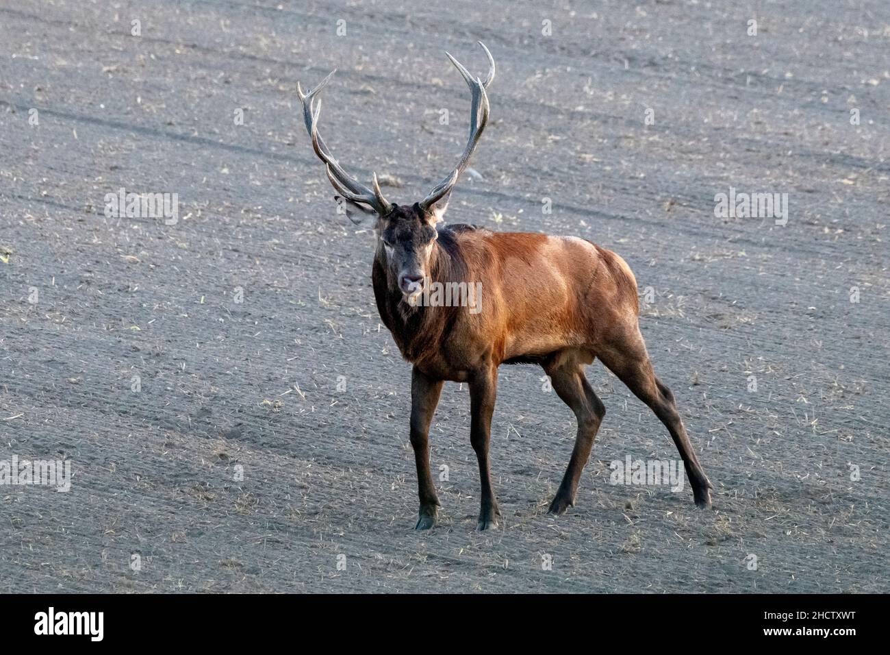 Red deer during mating season Stock Photo - Alamy